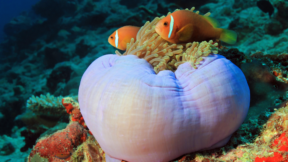 Atrakcje Malediwy - co warto zobaczyć na Malediwach? | ITAKA